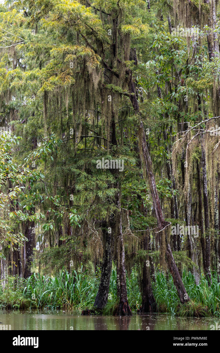 Swamp new orleans hi-res stock photography and images - Alamy