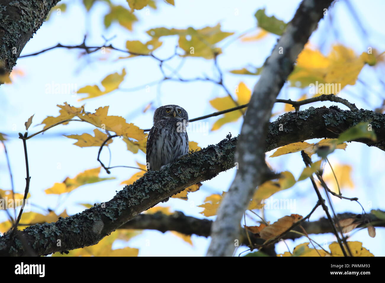 Eurasian pygmy owl-Swabian Jura,Swabian Alps,Baden-Württemberg, Germany ...