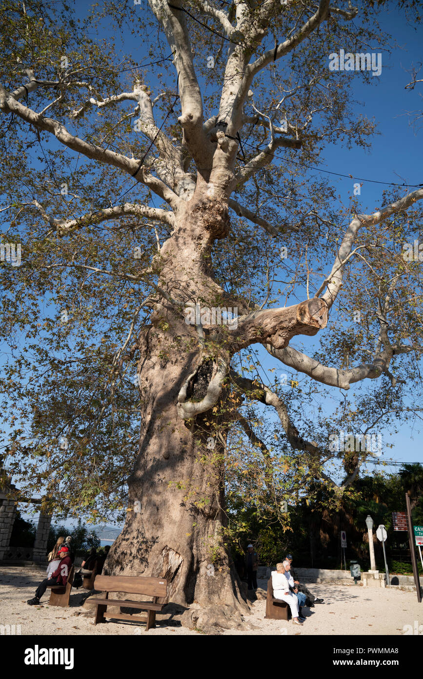 i am fascinated by old trees Stock Photo - Alamy