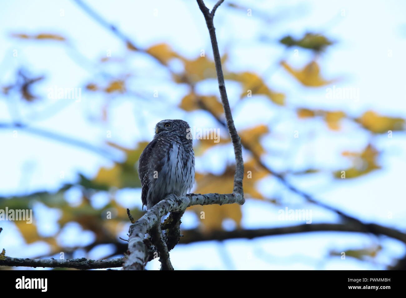 Eurasian pygmy owl-Swabian Jura,Swabian Alps,Baden-Württemberg, Germany ...