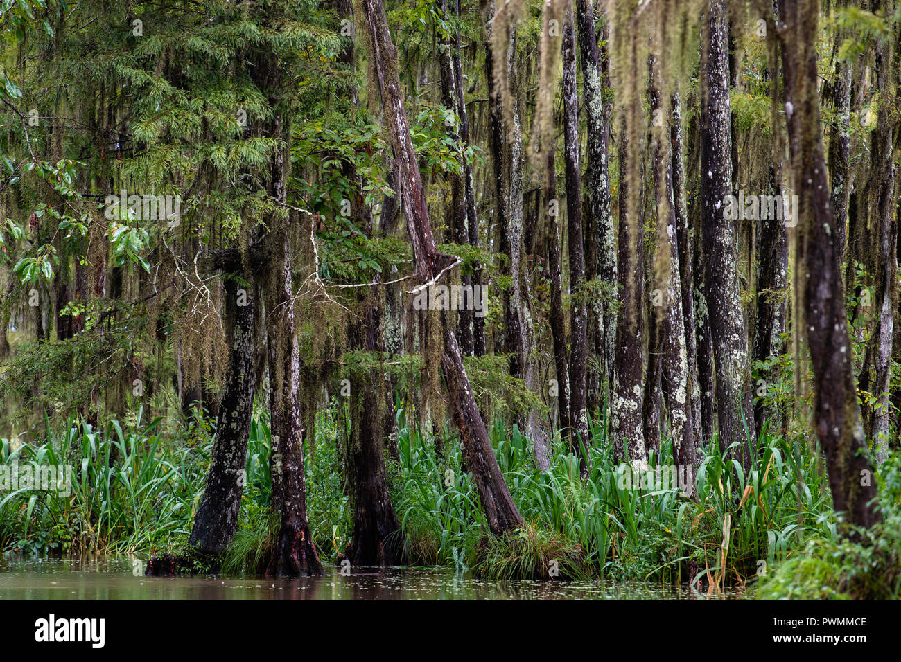 Swamp new orleans hi-res stock photography and images - Alamy