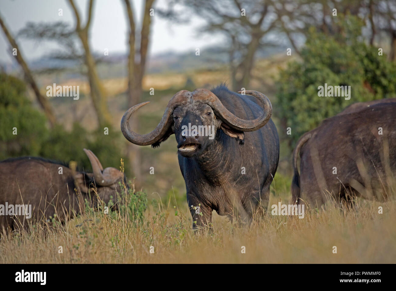 Male buffalo male african buffalo hi-res stock photography and images ...