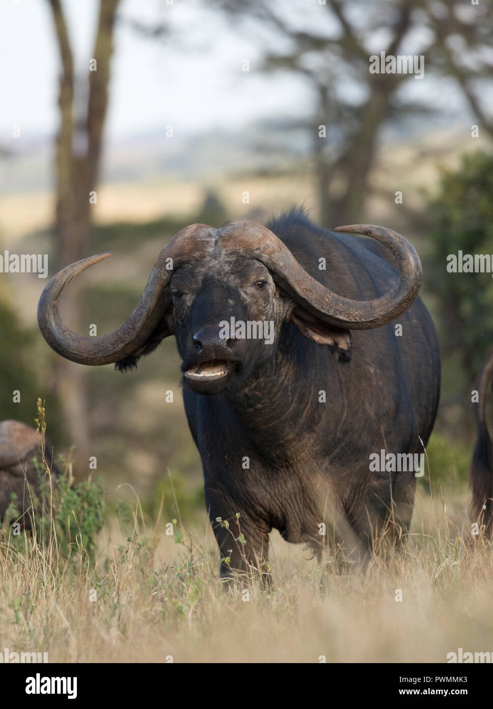 African male buffalo hi-res stock photography and images - Alamy