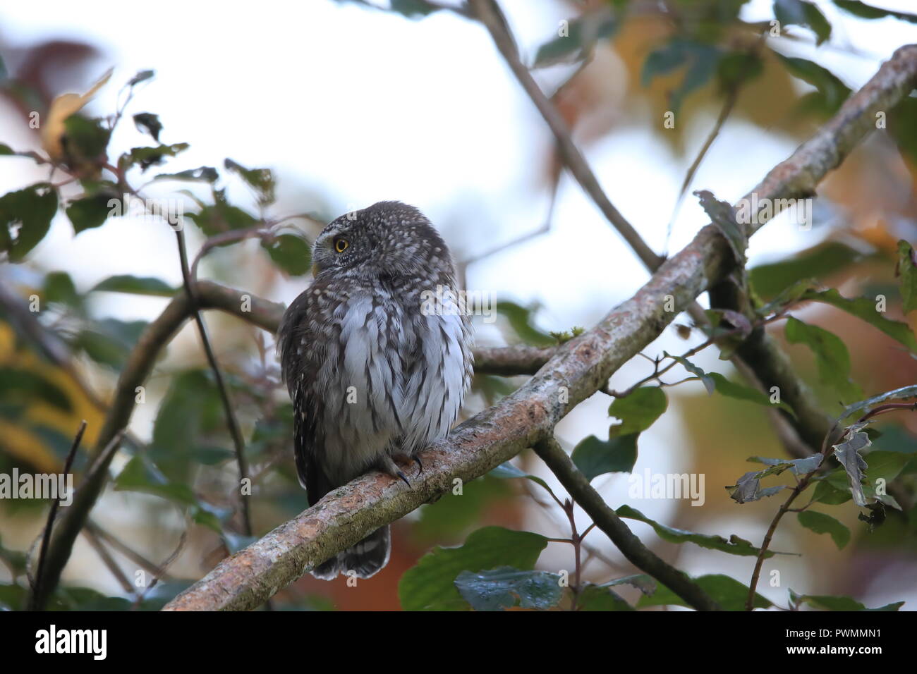 Eurasian pygmy owl-Swabian Jura,Swabian Alps,Baden-Württemberg, Germany ...