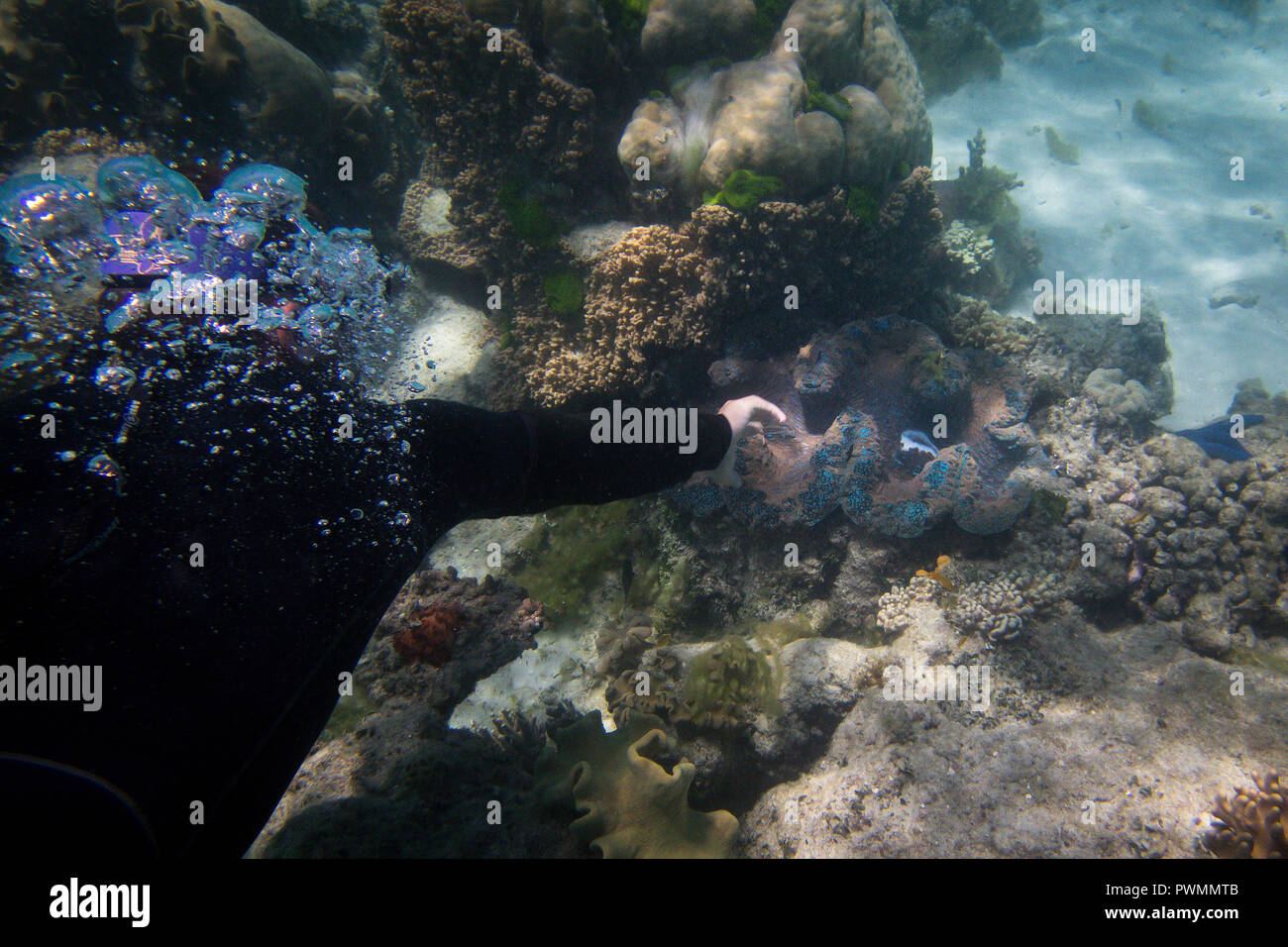 Clam Swimming High Resolution Stock Photography and Images - Alamy