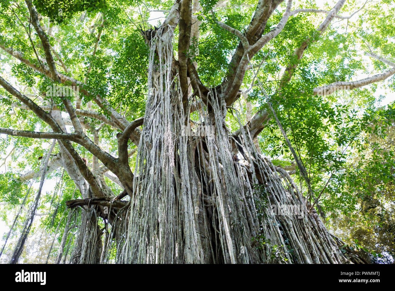 Curtain Fig National Park High Resolution Stock Photography and Images ...