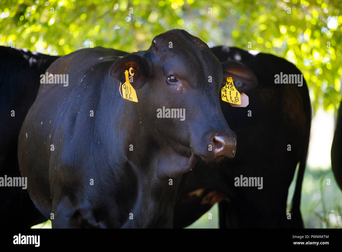 Basic Cow High Resolution Stock Photography and Images - Alamy