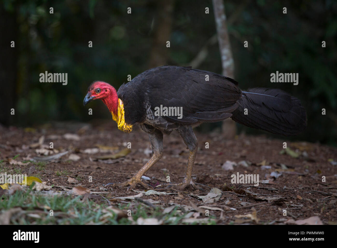 Australian Wild Turkey High Resolution Stock Photography and Images - Alamy