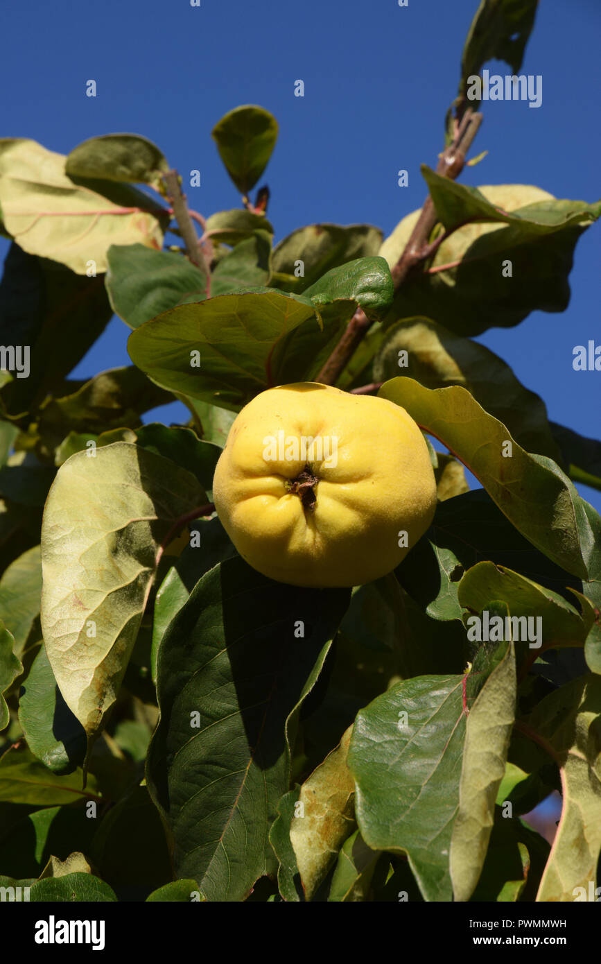 Quinces on the tree hi-res stock photography and images - Alamy