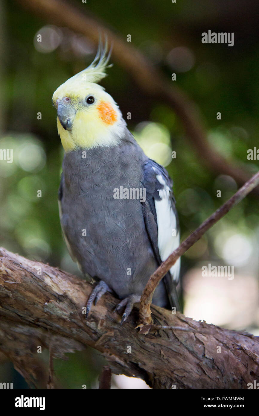 Cockatiel Outdoors High Resolution Stock Photography and Images - Alamy