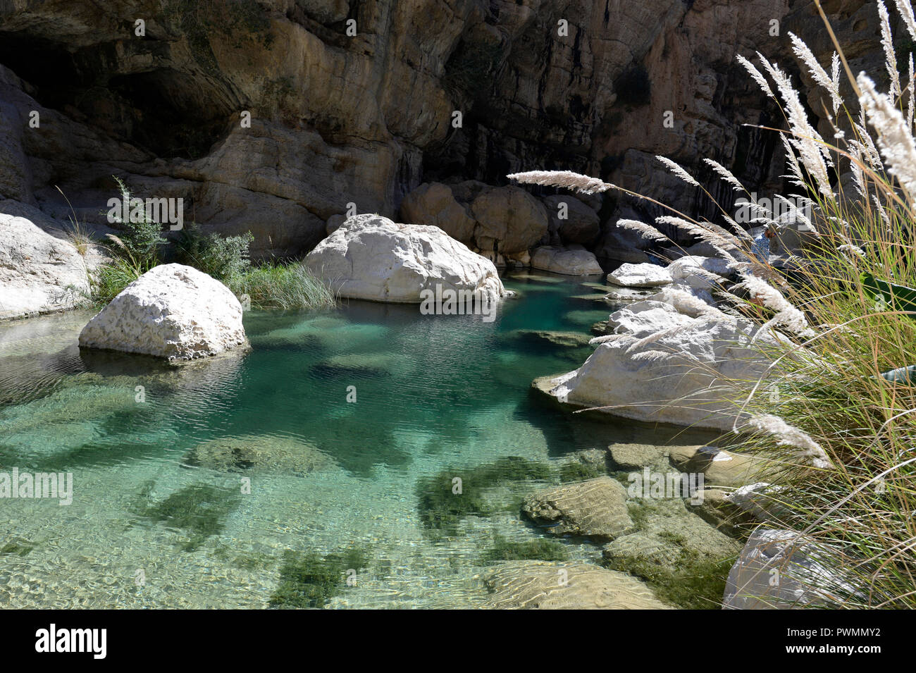 Oman, wadi Tiwi, green clear water of the wadi tiwi Stock Photo - Alamy
