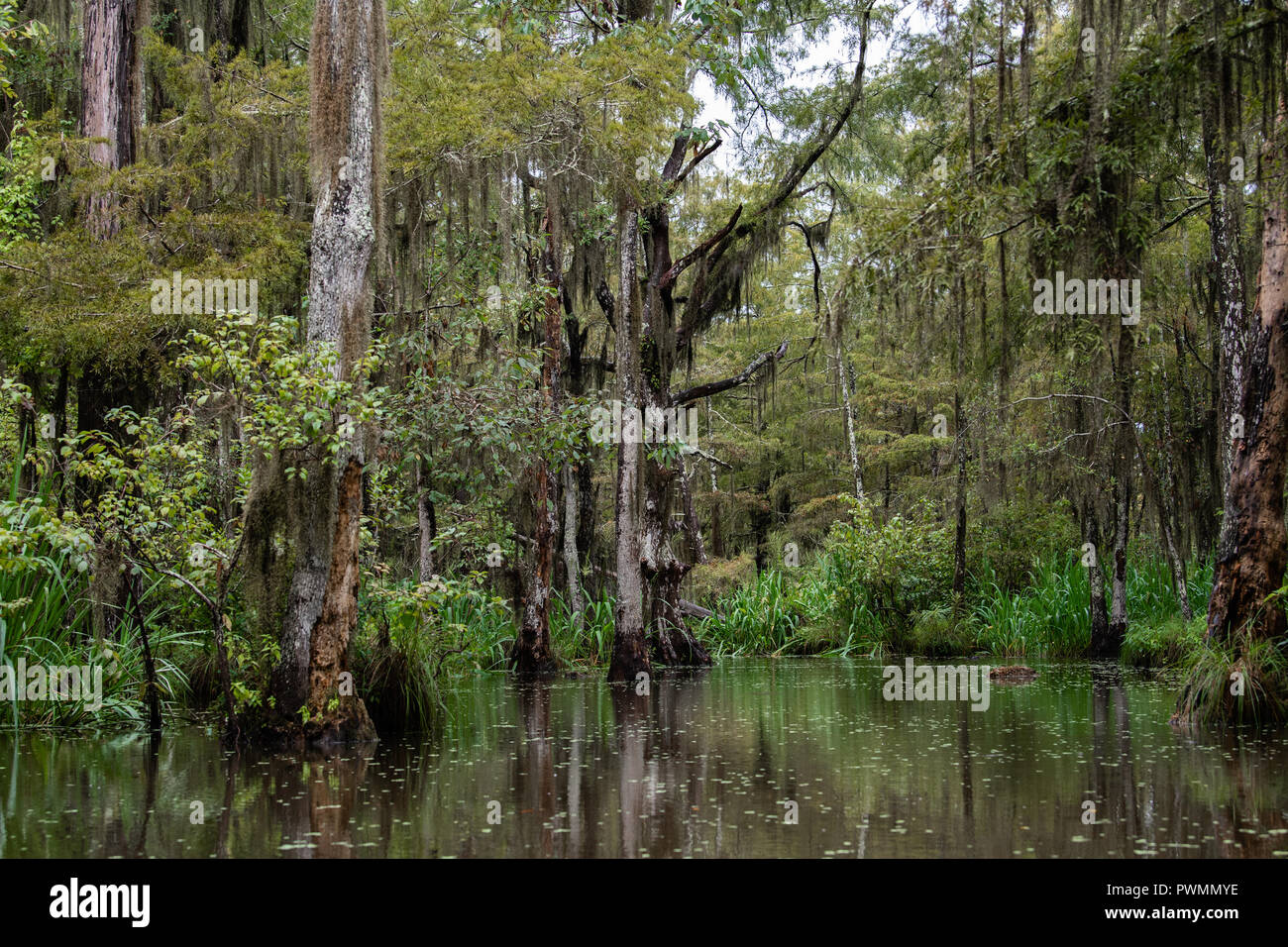 Swamp new orleans hi-res stock photography and images - Alamy