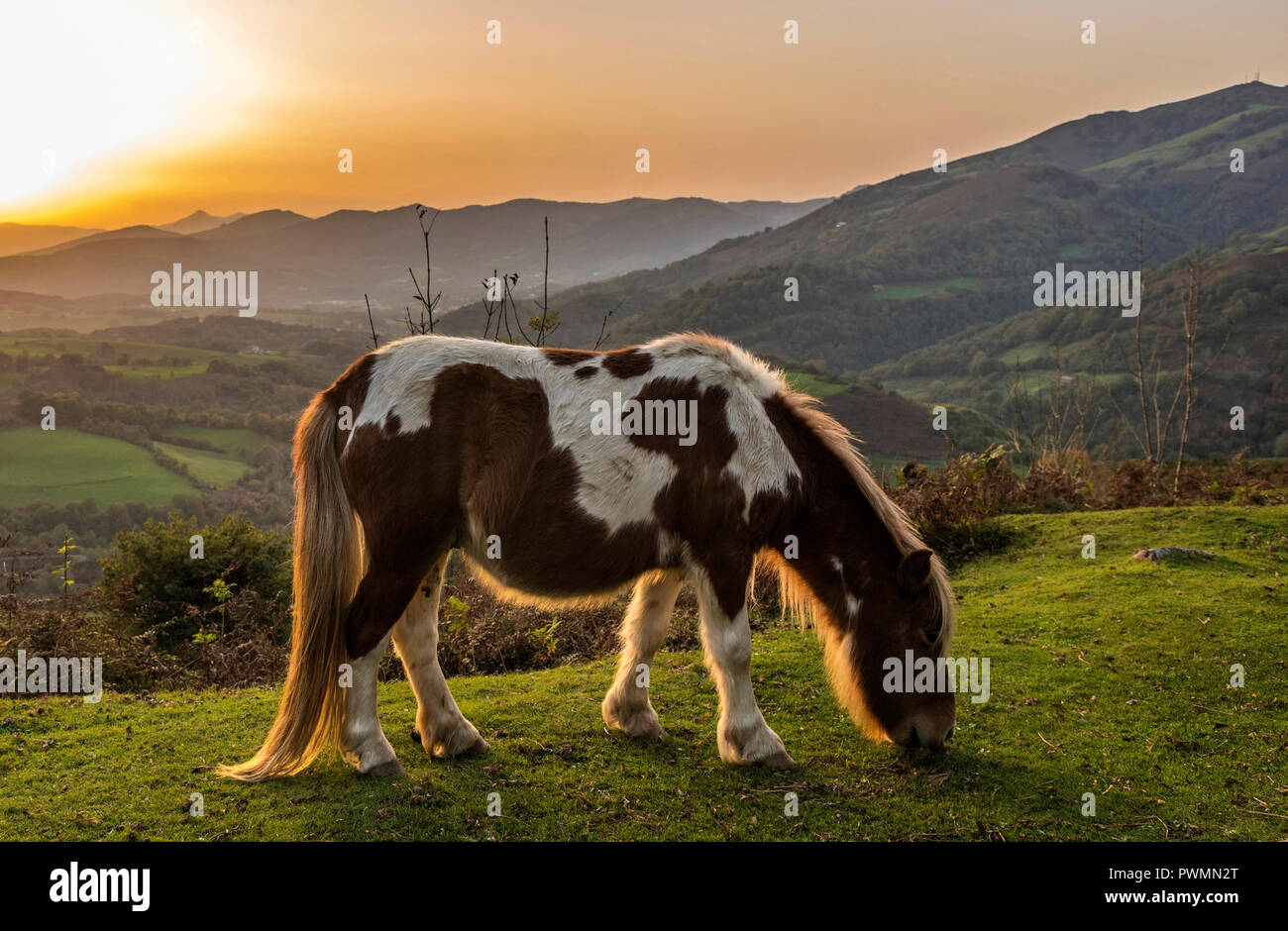 Spain, Basque Country, Baztan valley, free Pottok pony on the road of ...