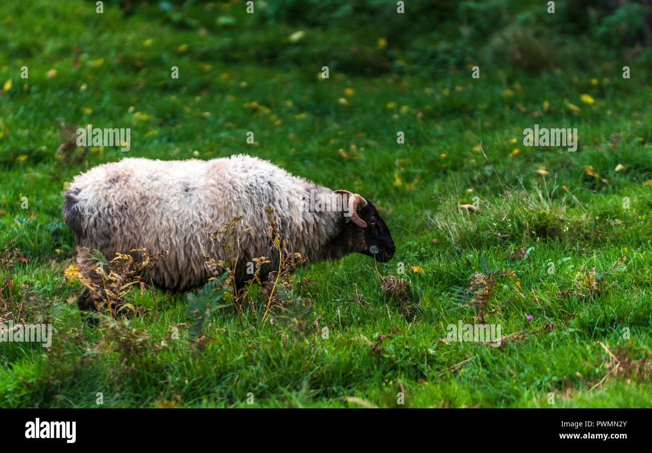 Sheep anatomy hi-res stock photography and images - Alamy