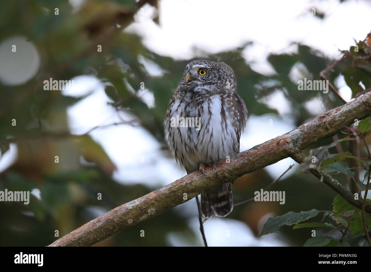 Eurasian pygmy owl-Swabian Jura,Swabian Alps,Baden-Württemberg, Germany ...