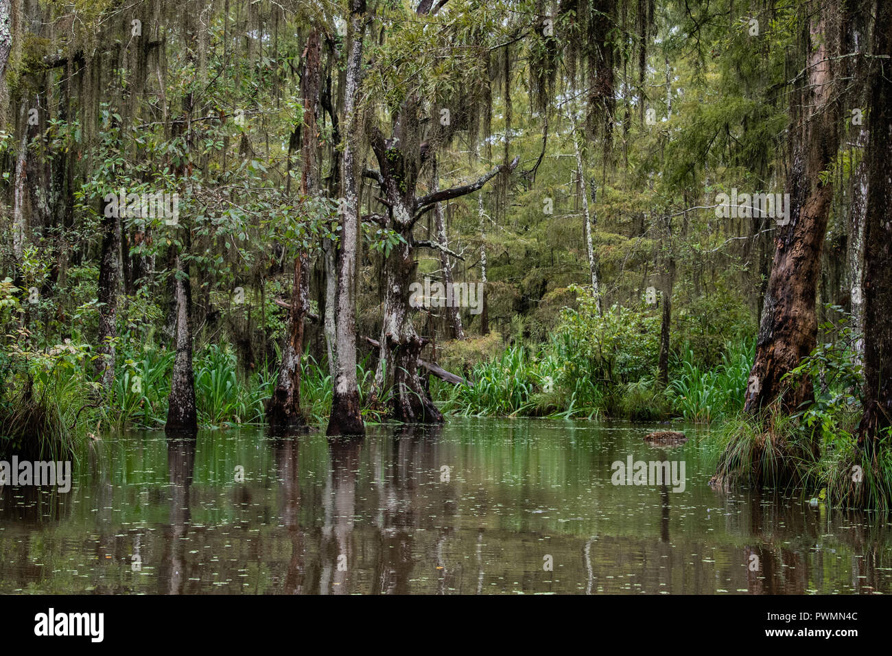 Swamp scenes hi-res stock photography and images - Alamy