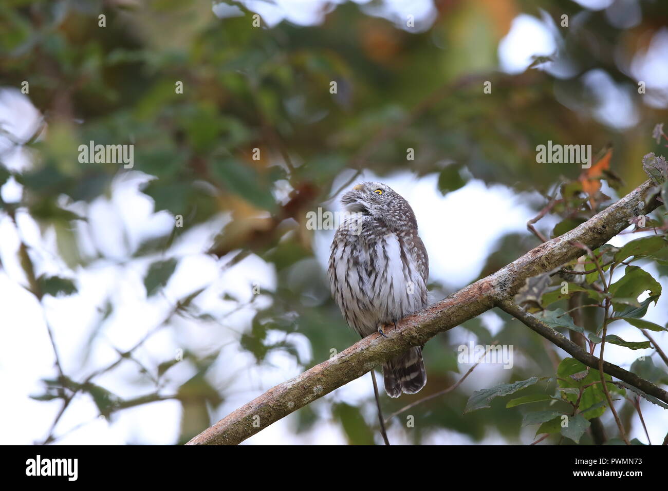 Eurasian pygmy owl-Swabian Jura,Swabian Alps,Baden-Württemberg, Germany ...