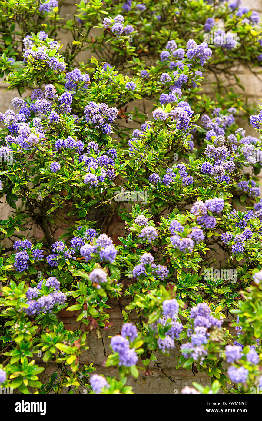 Spring view - blossoming tree with blue flowers - lilac Stock Photo - Alamy