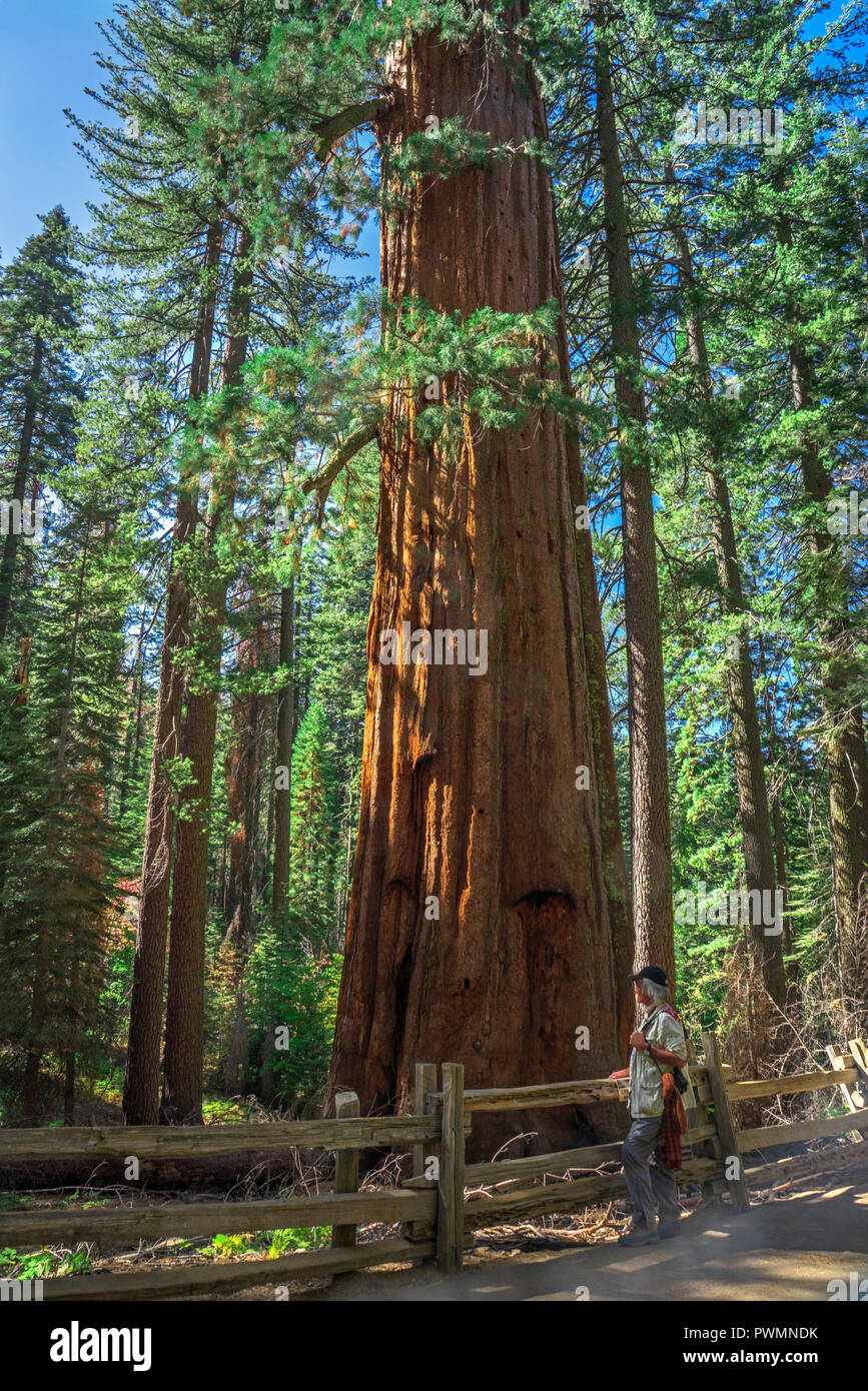 USA, California, Yosemite National Park, Giant Sequoia tree Stock Photo ...