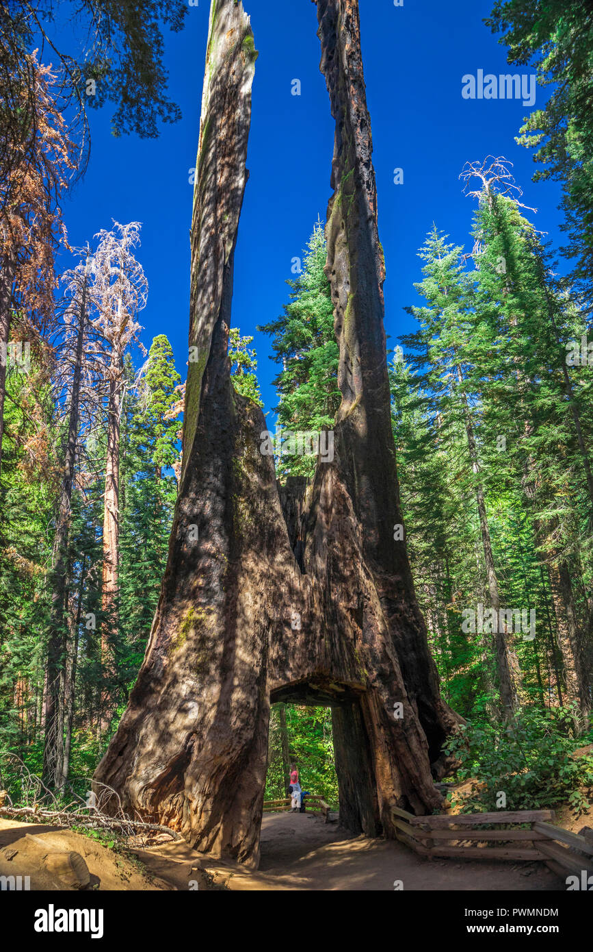 USA, California, Yosemite National Park, a path through a Giant Sequoia ...