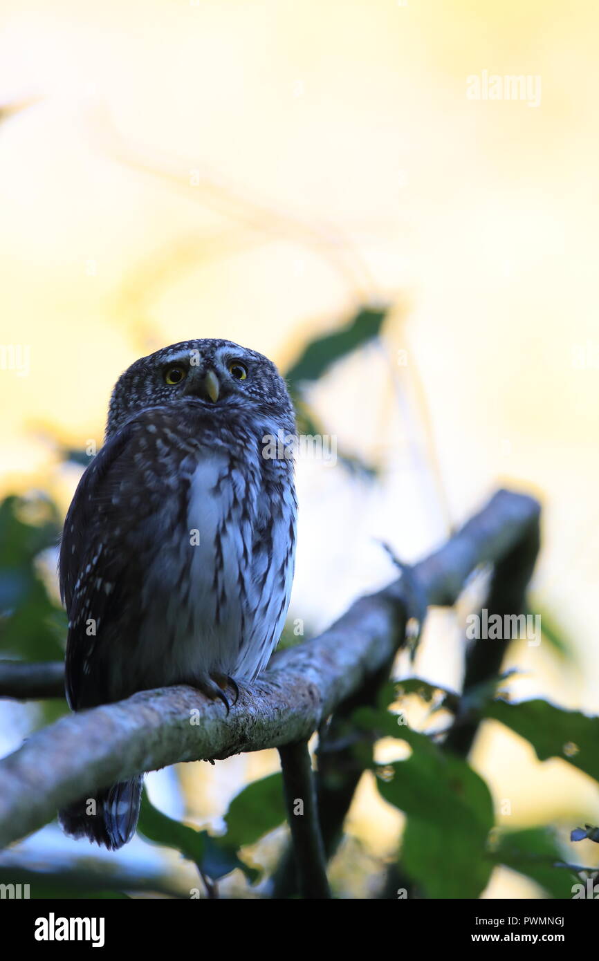Eurasian pygmy owl-Swabian Jura,Swabian Alps,Baden-Württemberg, Germany ...