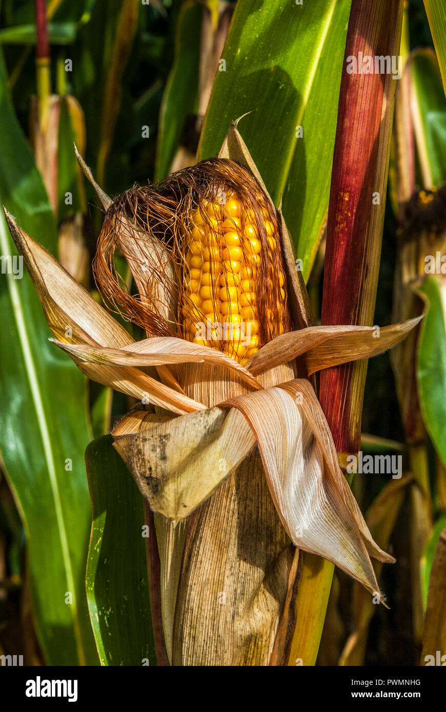 France, standing corncob Stock Photo - Alamy