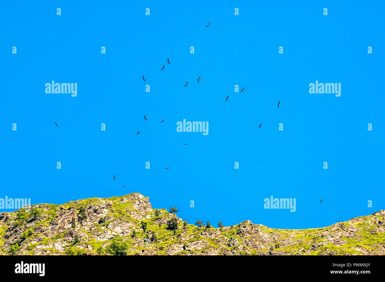 France, Pyrenees, birds of prey wheeling in the sky Stock Photo - Alamy