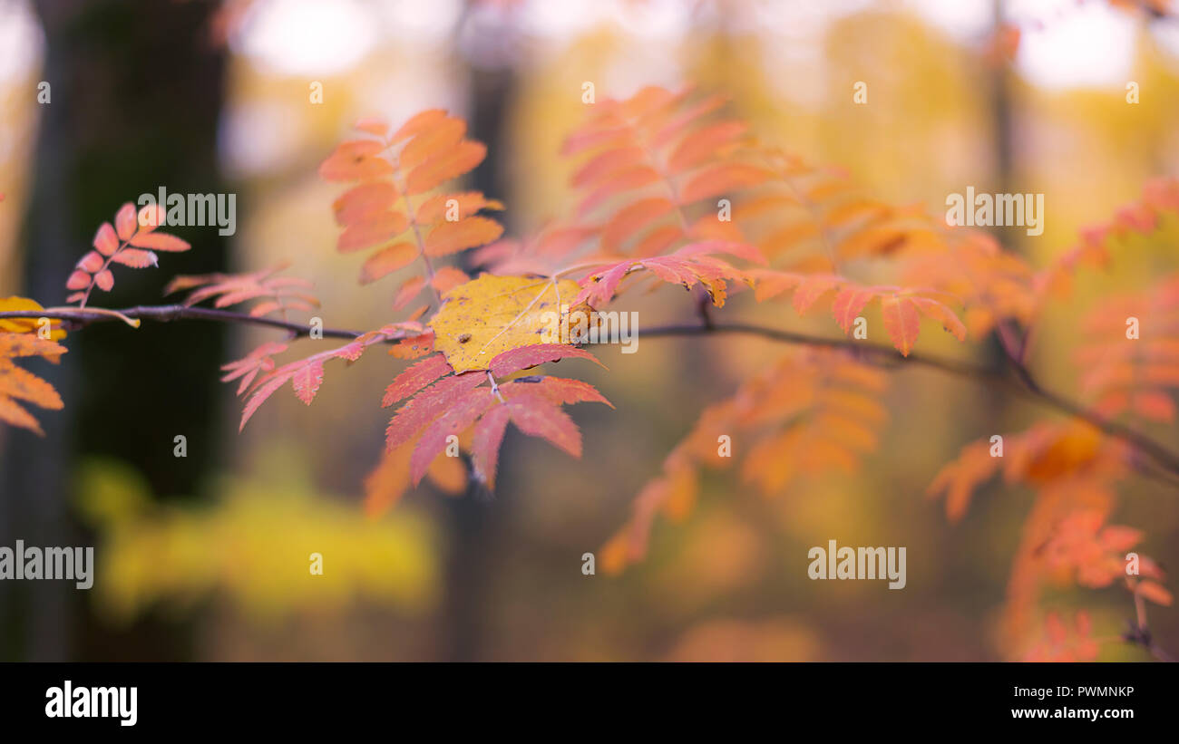 Colorful autumn leaves on a tree branch Stock Photo - Alamy