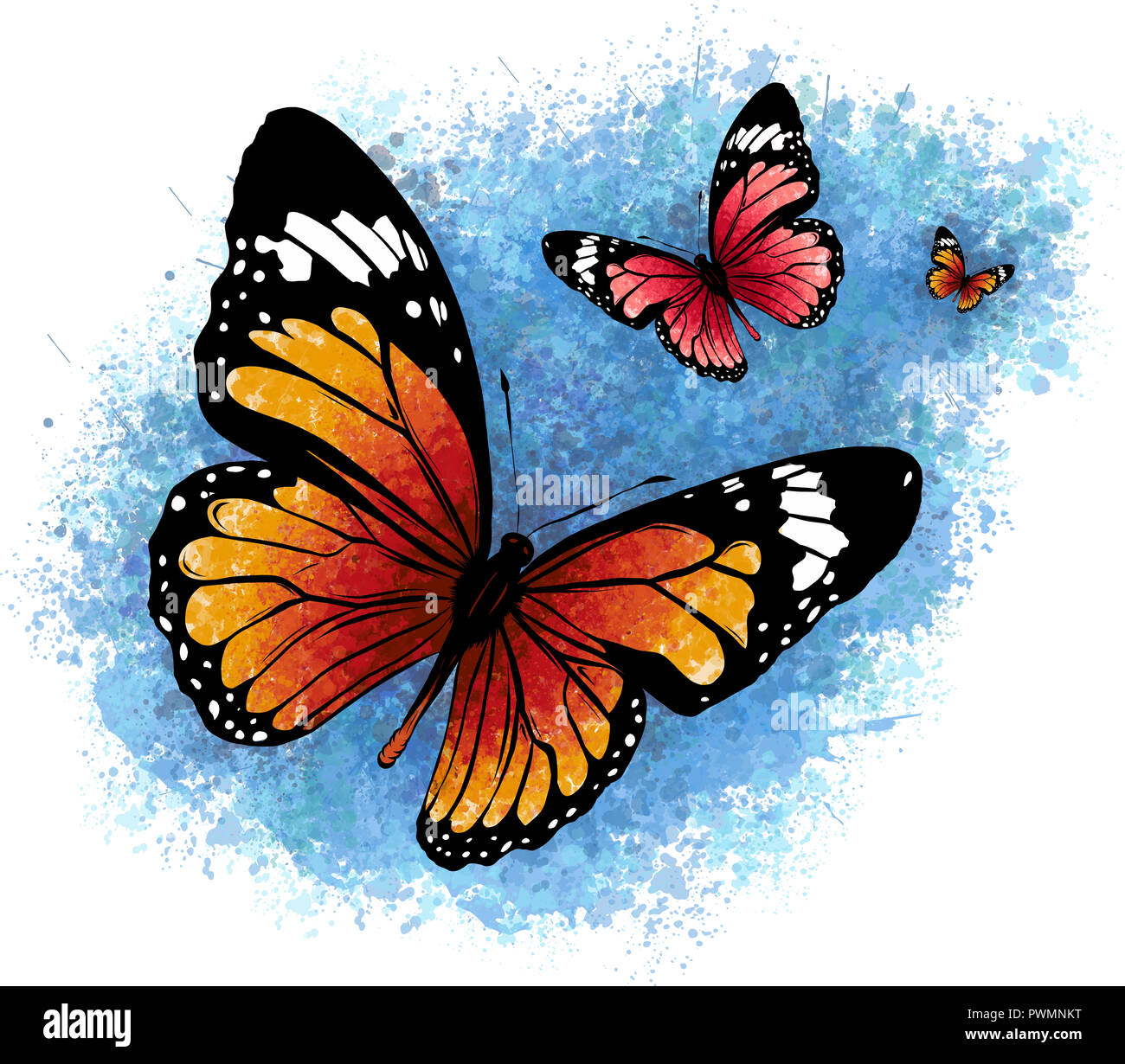 Beautiful Colourful Butterfly