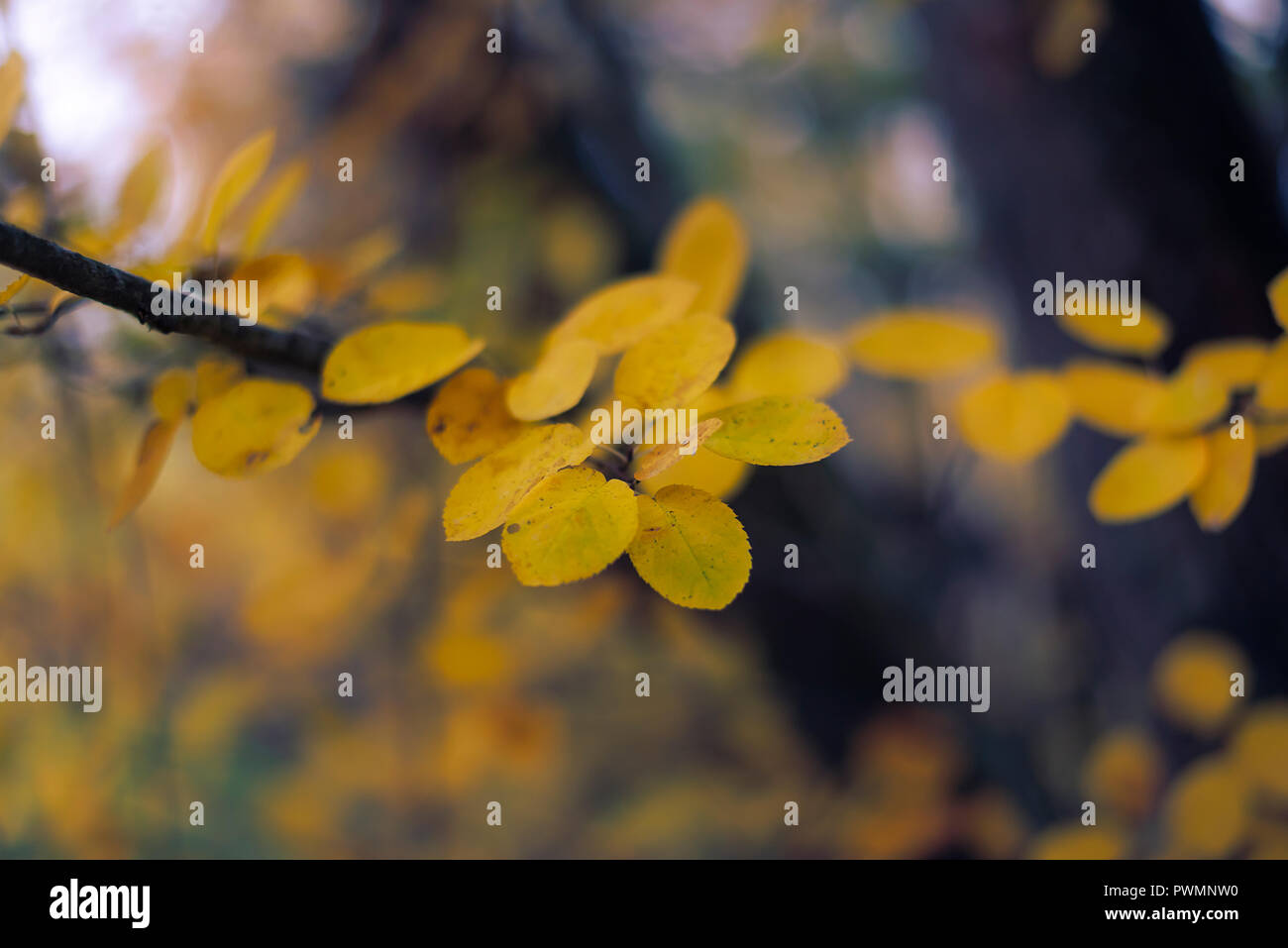 Colorful autumn leaves on a tree branch Stock Photo - Alamy