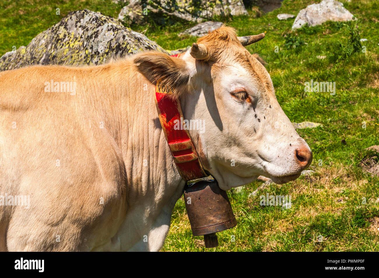 France, Pyrenees National Park, Val d'Azun, Haute-vallee d'Estaing, cow ...