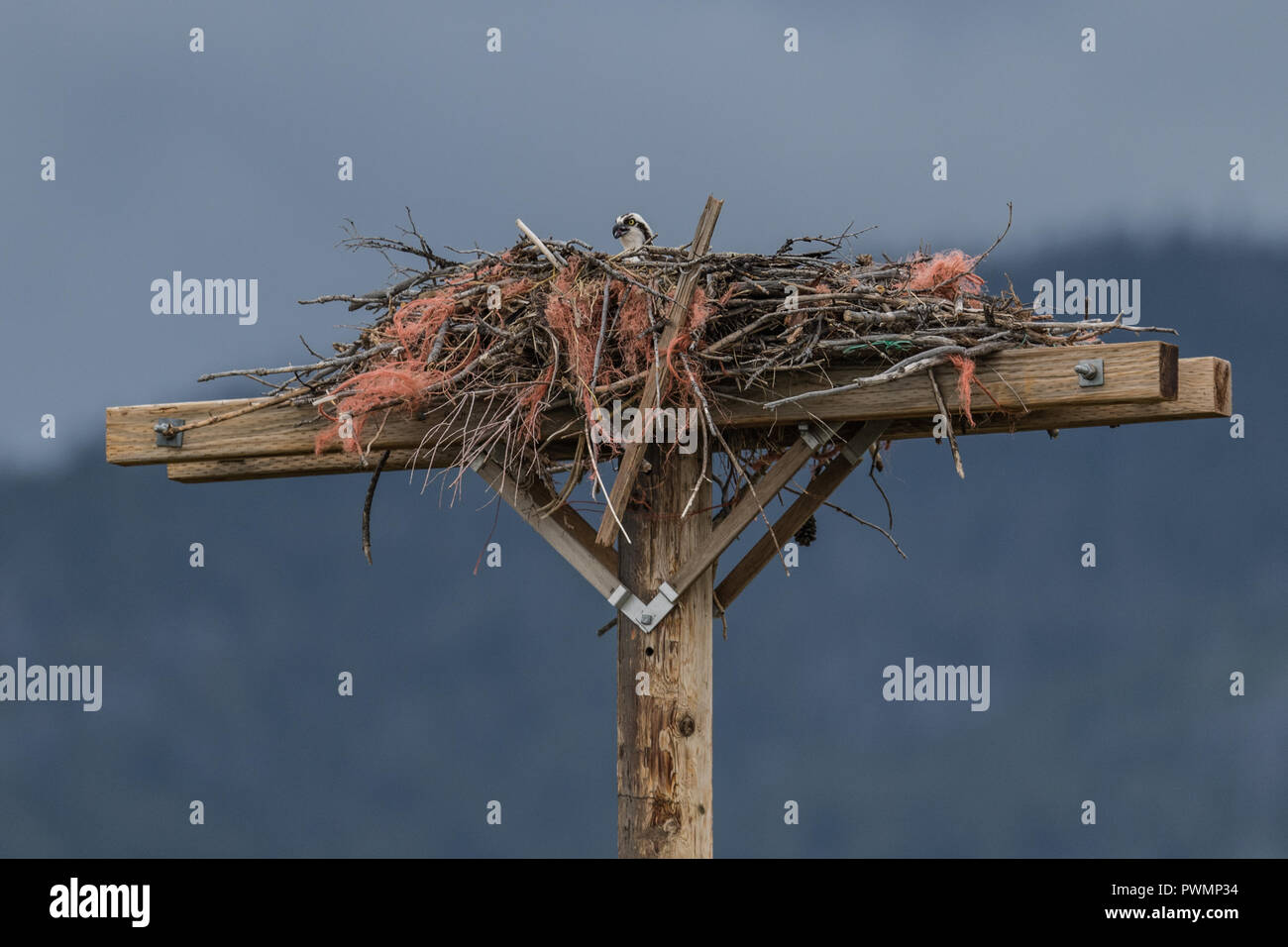 Osprey in Nest Stock Photo - Alamy