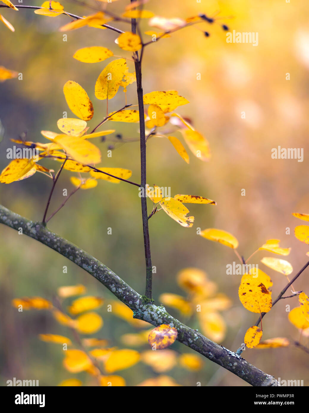 Colorful autumn leaves on a tree branch Stock Photo - Alamy