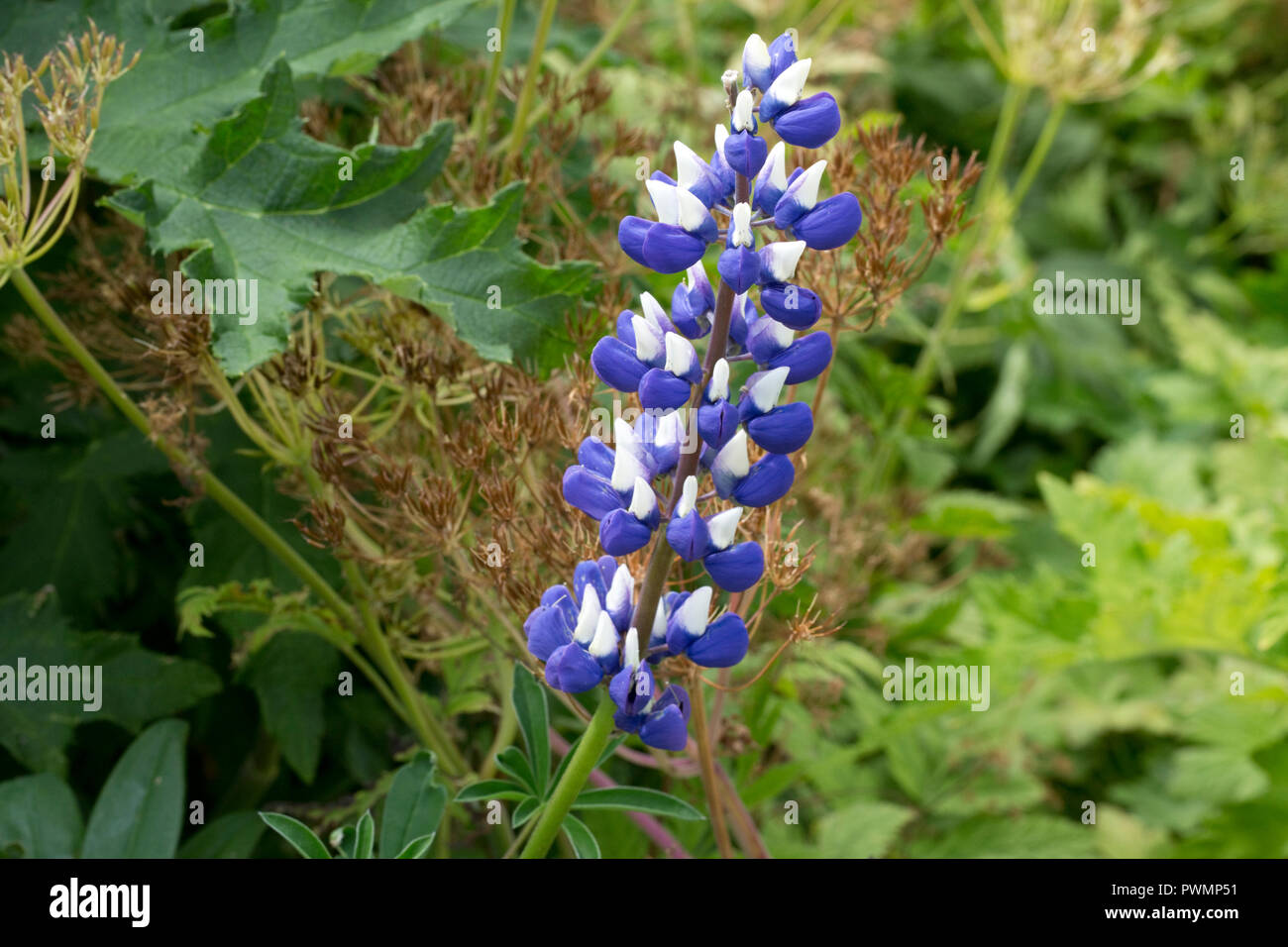 Lupin flower hi-res stock photography and images - Alamy