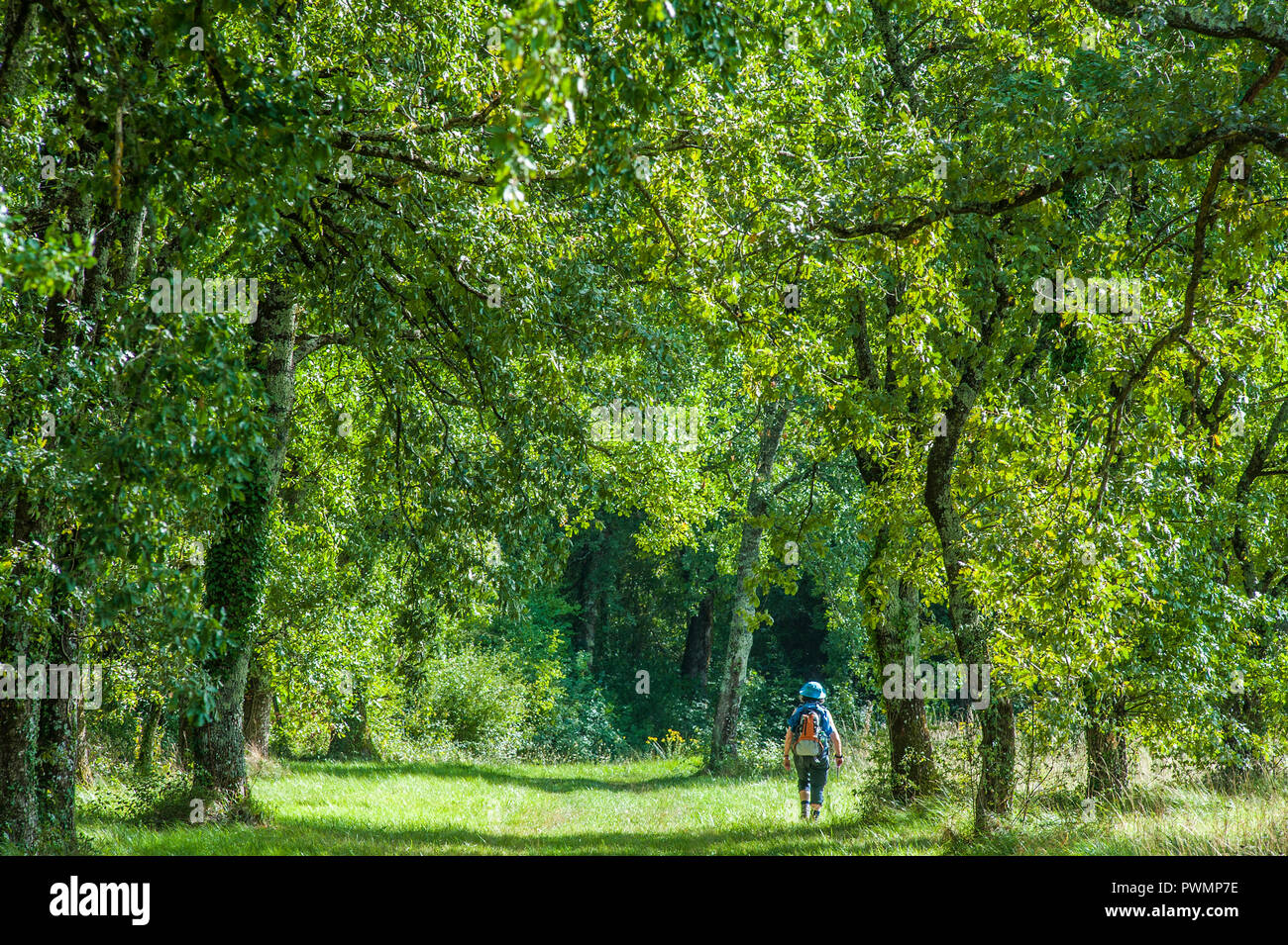 Oak forest france hi-res stock photography and images - Alamy