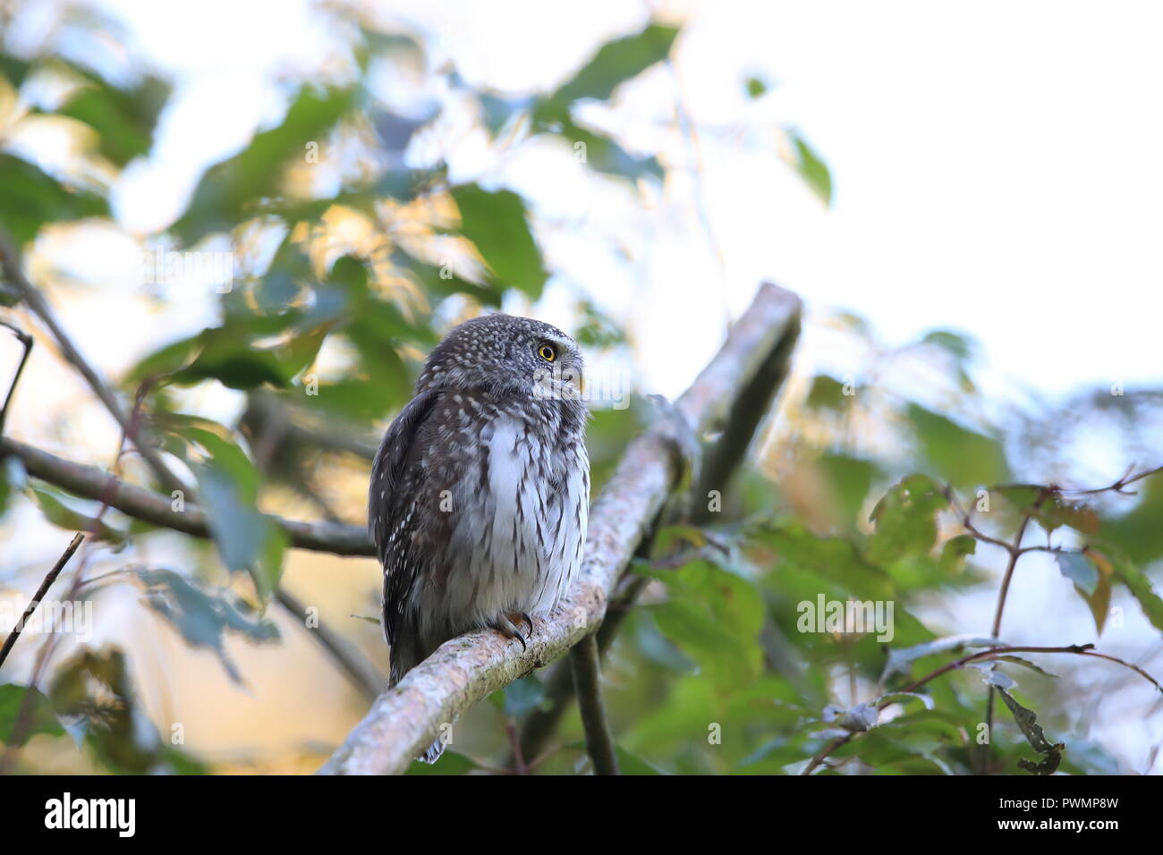 Eurasian pygmy owl-Swabian Jura,Swabian Alps,Baden-Württemberg, Germany ...