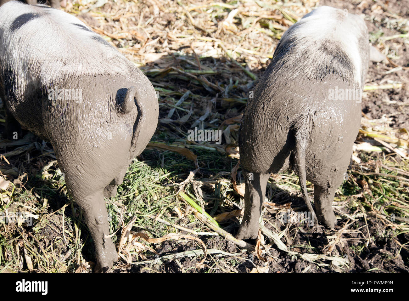 Pig Backside Stock Photos & Pig Backside Stock Images - Alamy