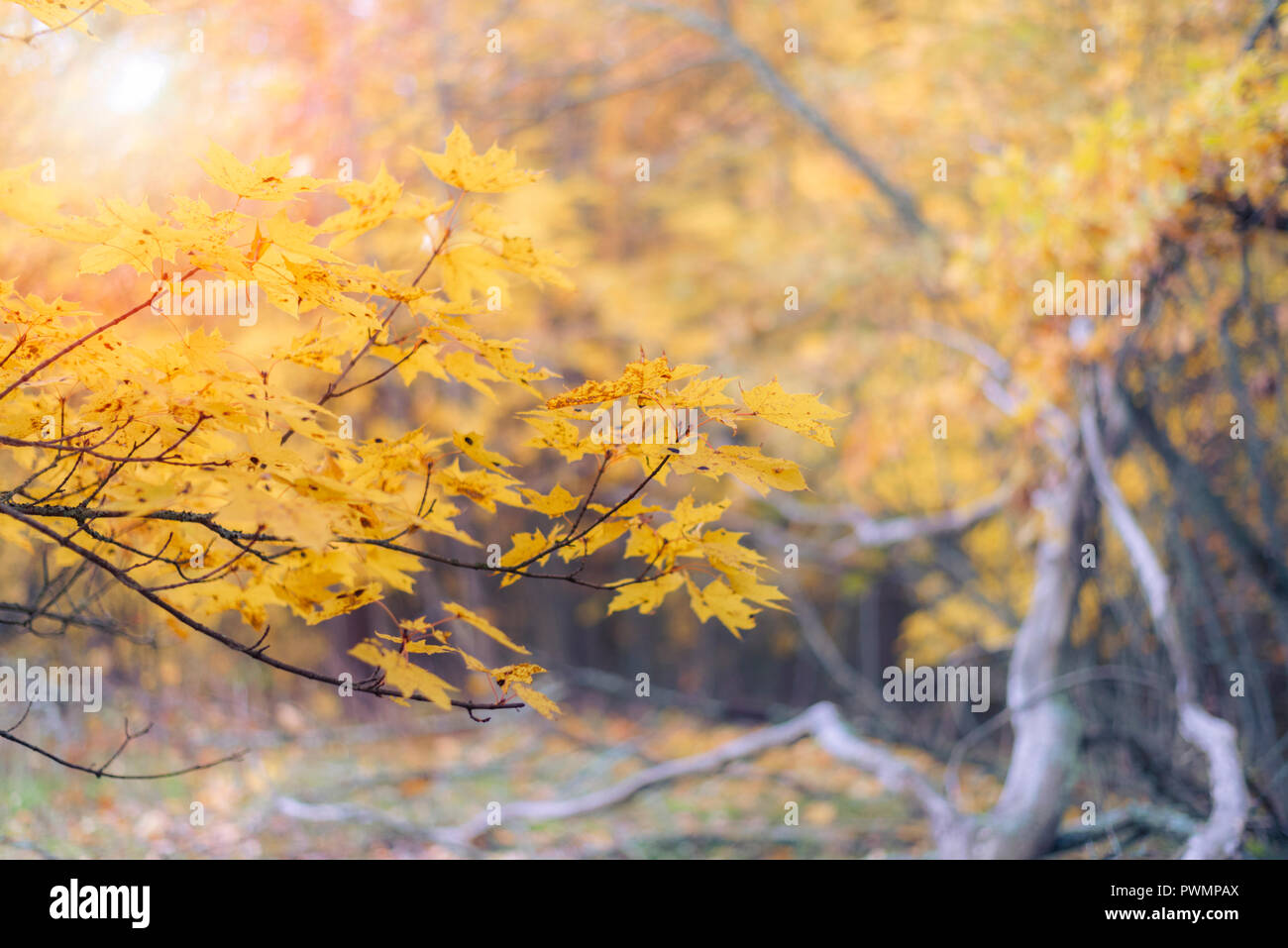 Colorful autumn leaves on a tree branch Stock Photo - Alamy