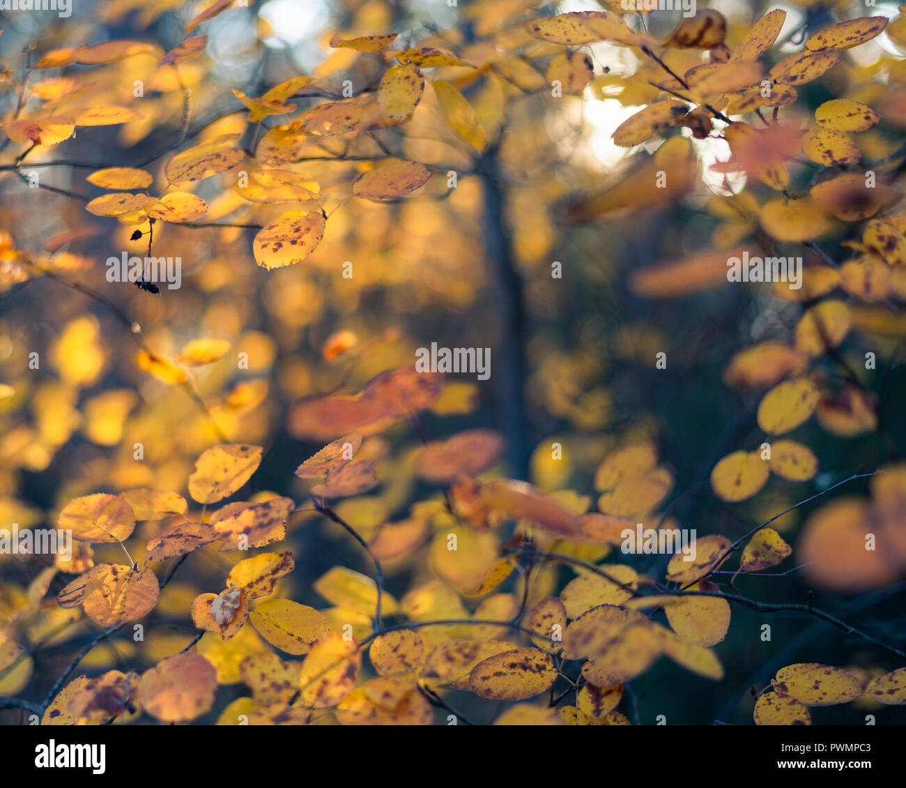 Colorful autumn leaves on a tree branch Stock Photo - Alamy