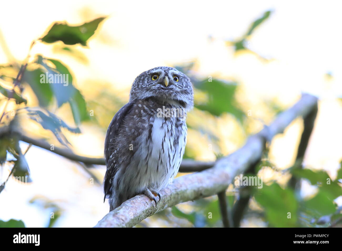 Eurasian pygmy owl-Swabian Jura,Swabian Alps,Baden-Württemberg, Germany ...