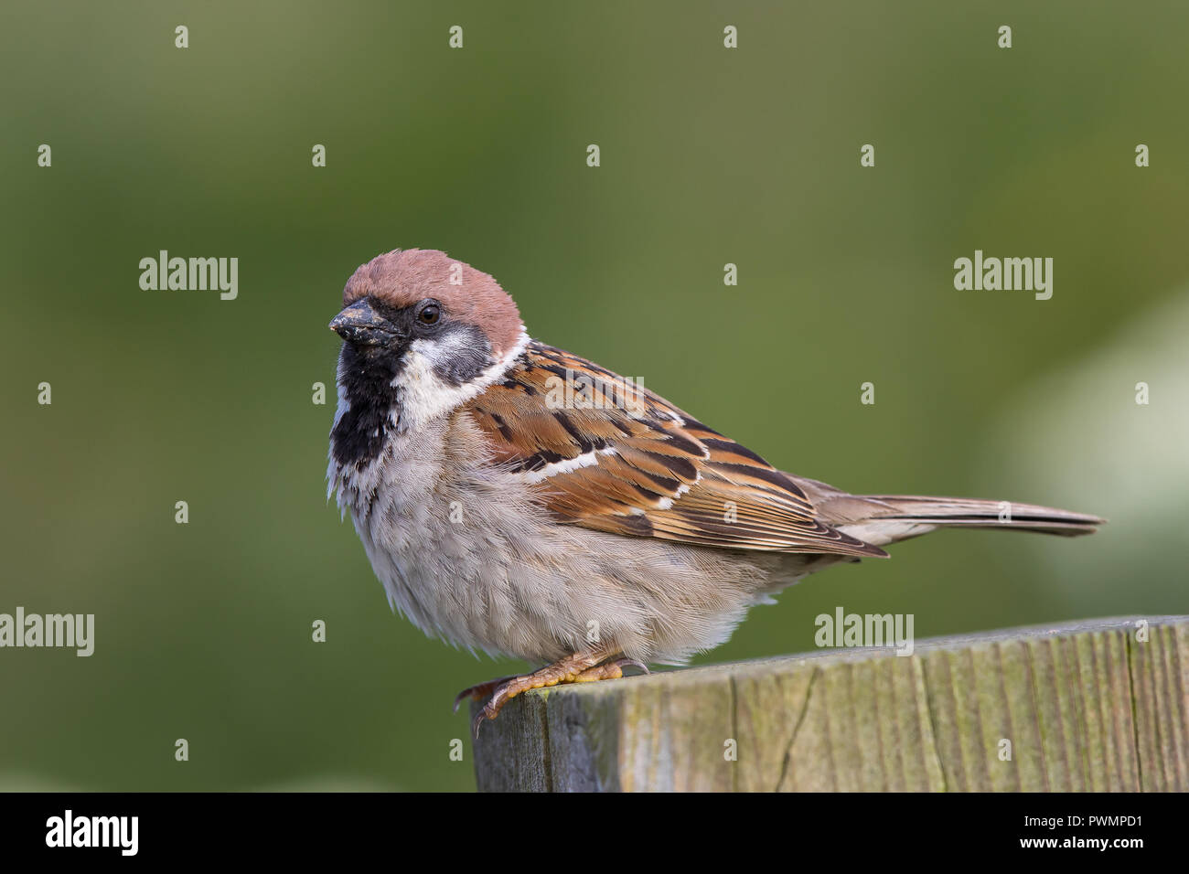 Uk sparrows hi-res stock photography and images - Alamy