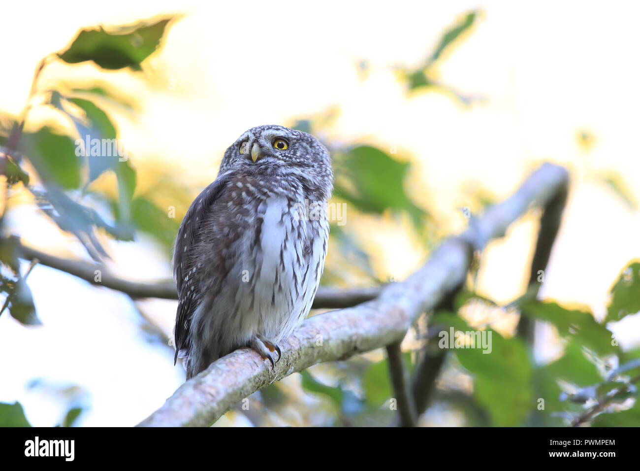 Eurasian pygmy owl-Swabian Jura,Swabian Alps,Baden-Württemberg, Germany ...