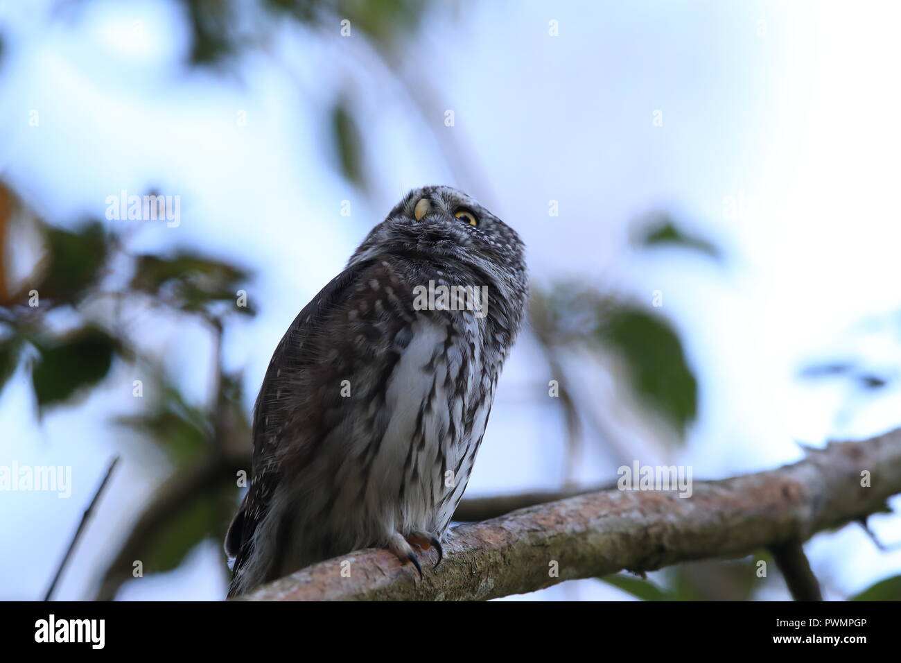 Eurasian pygmy owl-Swabian Jura,Swabian Alps,Baden-Württemberg, Germany ...