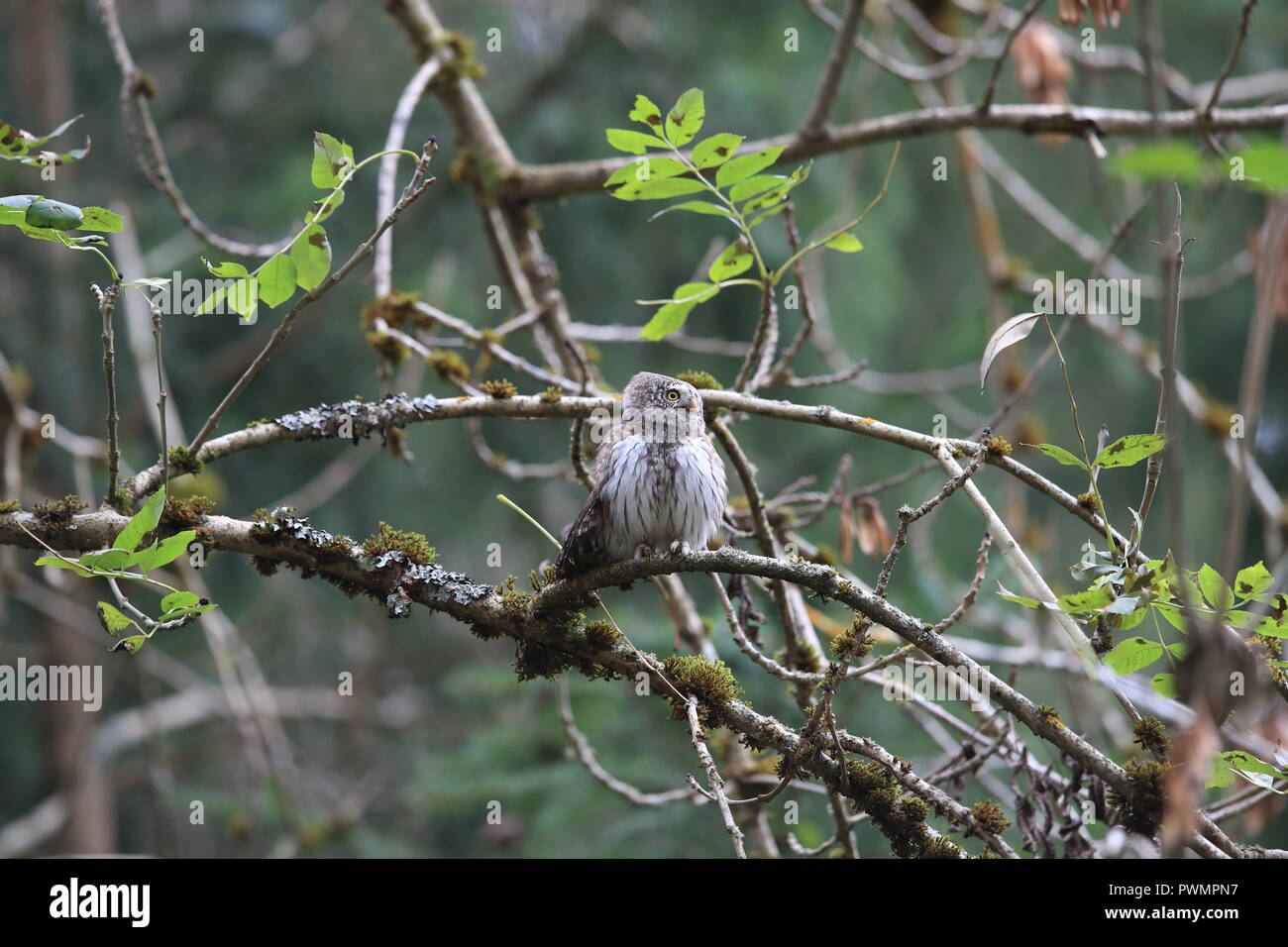 Eurasian pygmy owl-Swabian Jura,Swabian Alps,Baden-Württemberg, Germany ...