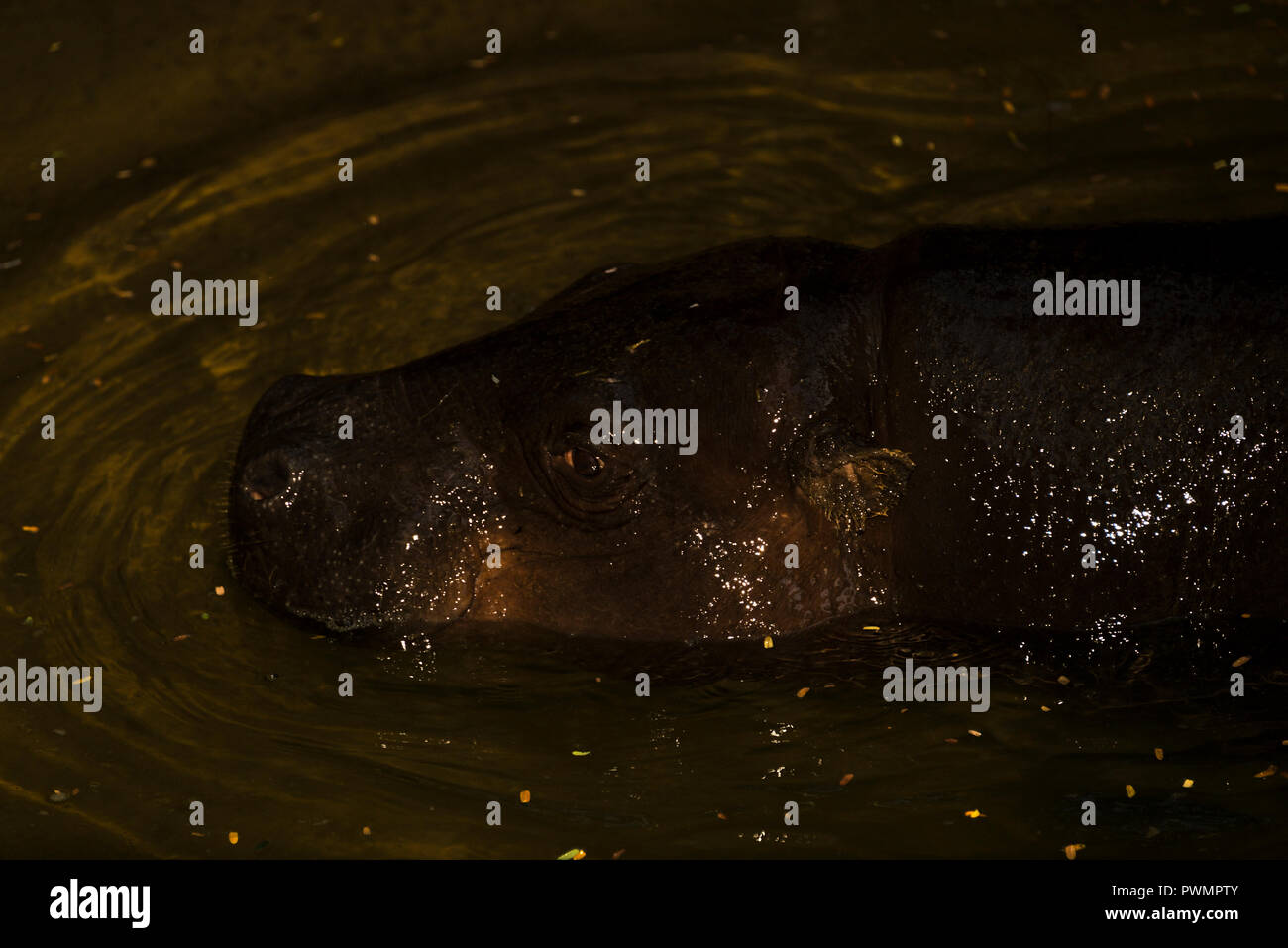 Pygmy Hippopotamus (Choeropsis liberiensis Stock Photo - Alamy