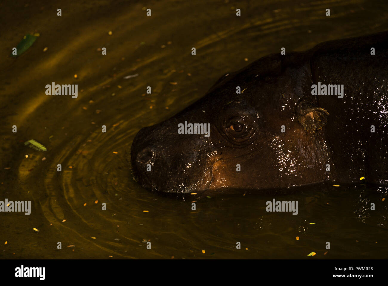 Pygmy Hippopotamus (Choeropsis liberiensis Stock Photo - Alamy