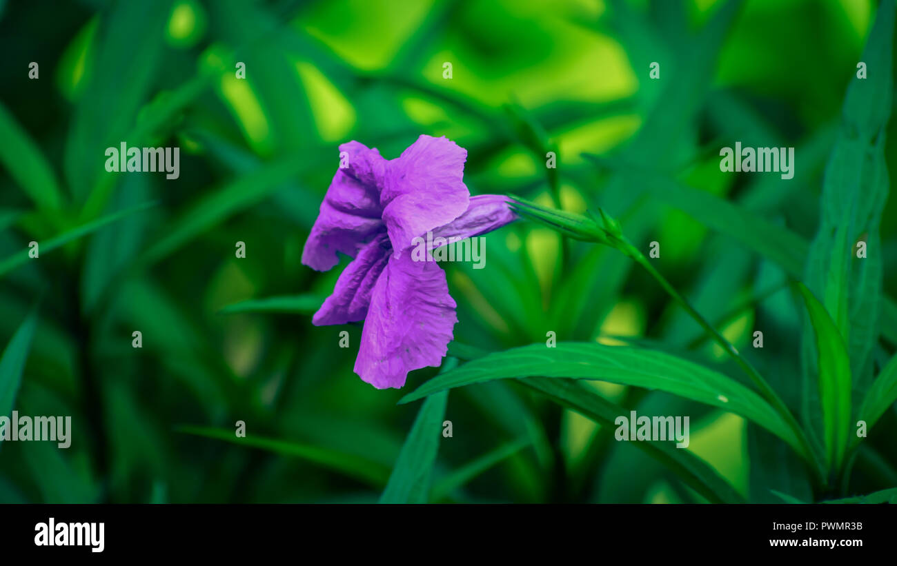 Lily blooms hi-res stock photography and images - Alamy