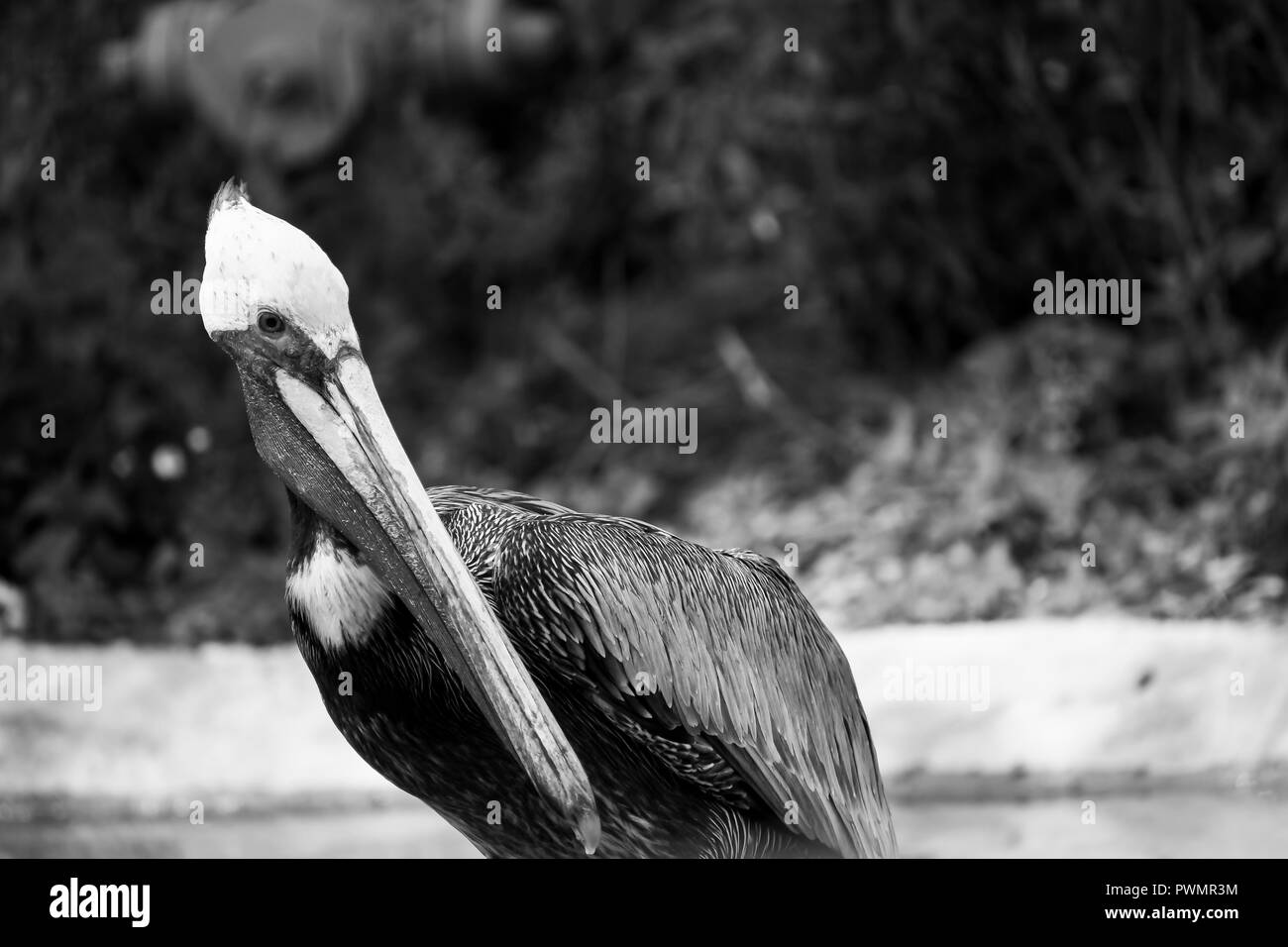 Zoo pelican Black and White Stock Photos & Images - Alamy