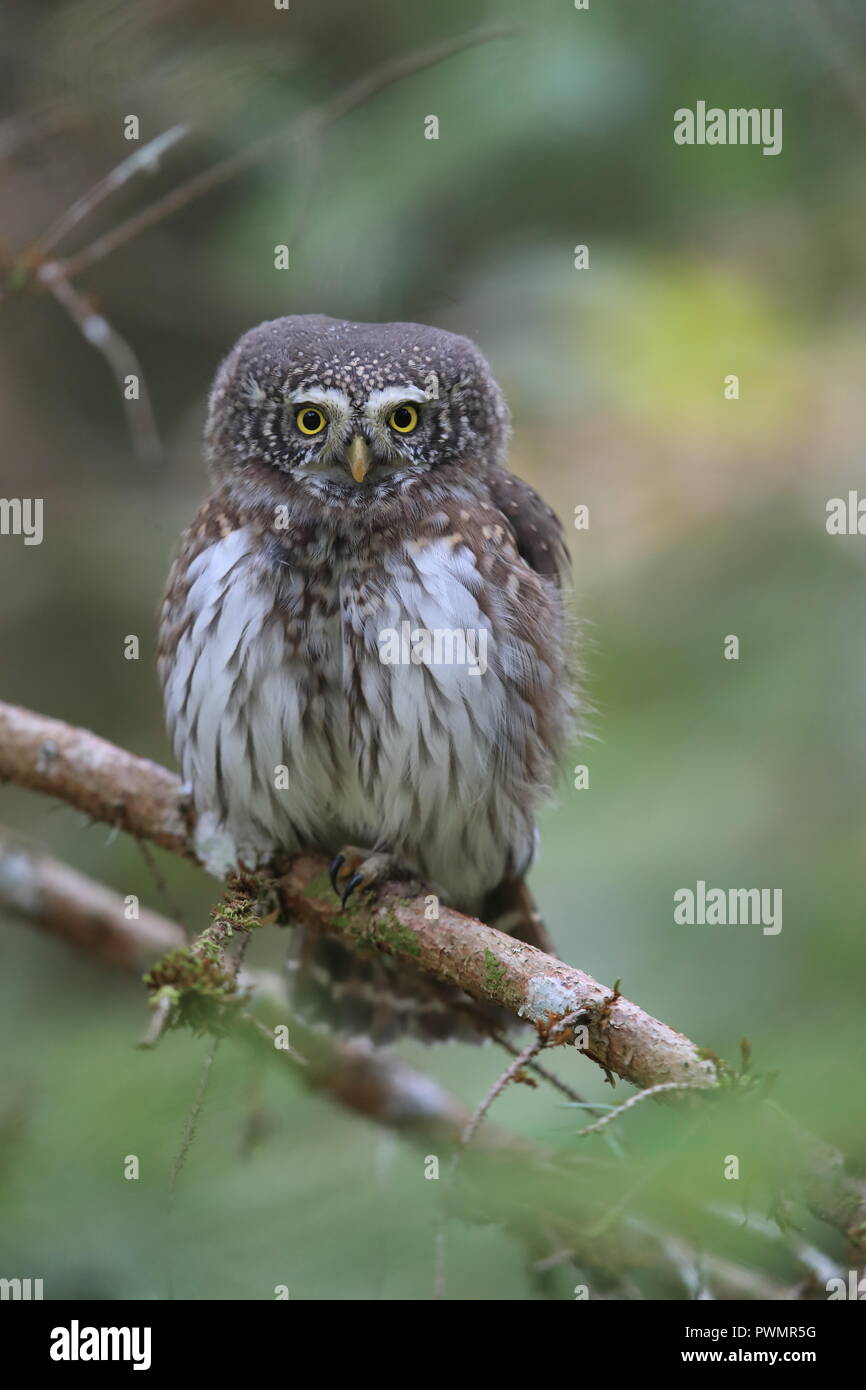 Eurasian pygmy owl-Swabian Jura,Swabian Alps,Baden-Württemberg, Germany ...