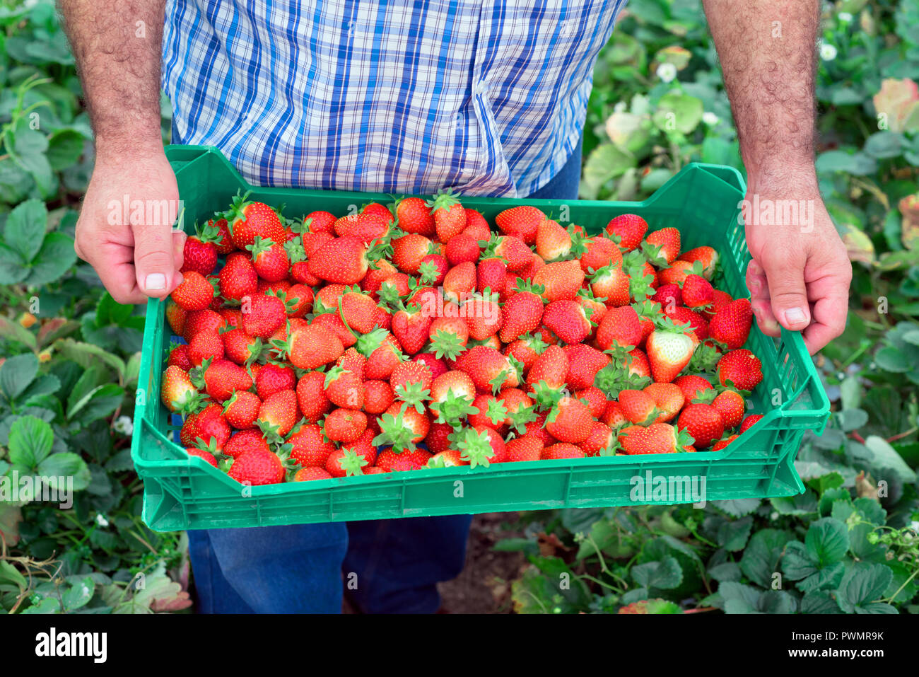 Organic fruit production hi-res stock photography and images - Alamy